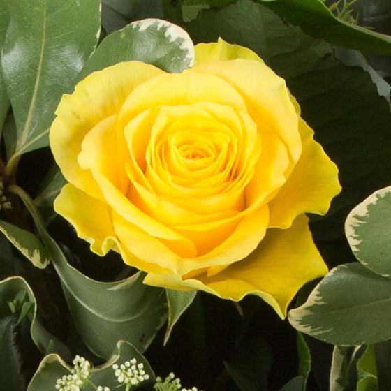 Six Long Stemmed Yellow Roses
